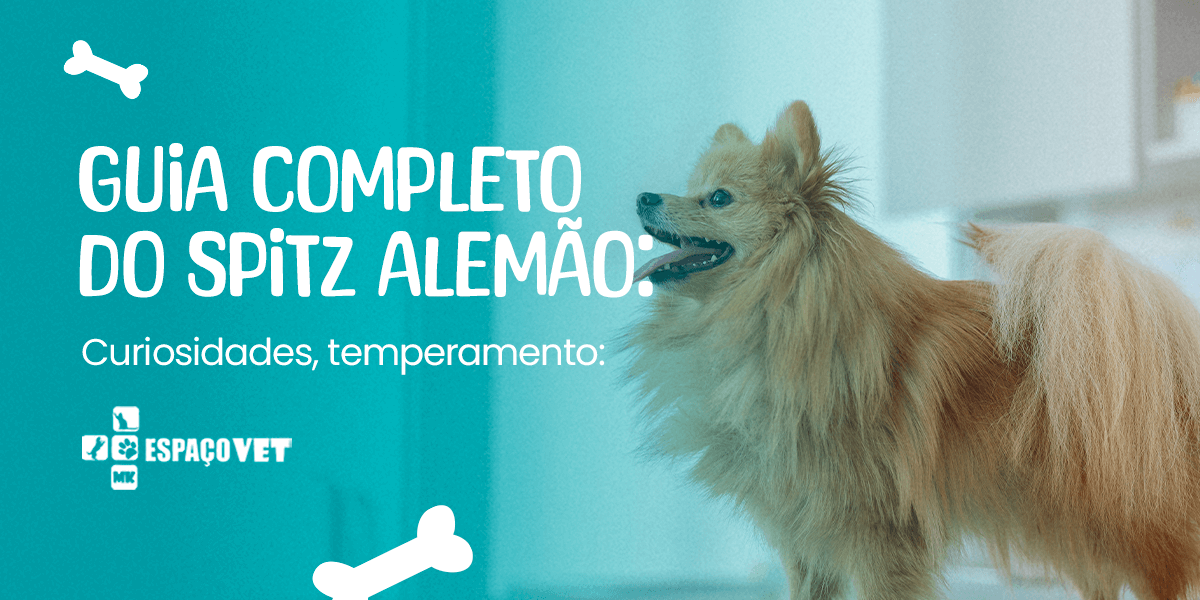Guia Completo do Spitz Alemão: Curiosidades, Temperamento - Feira De ...