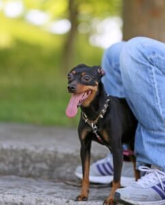 Por que ter um Pinscher? Saiba tudo sobre a personalidade! - Feira De ...